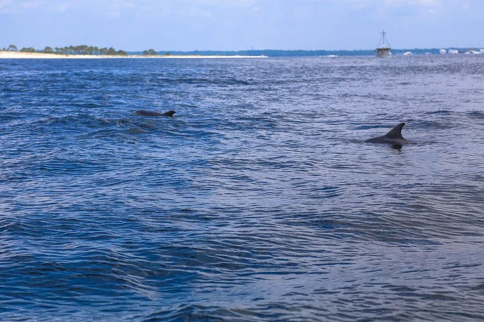Shell Island Excursions - Watersound Florida