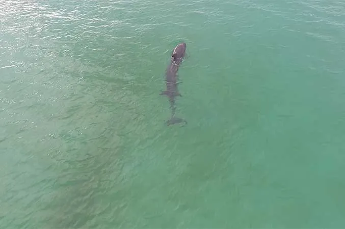 Shell Island Excursions - SunnySide Florida